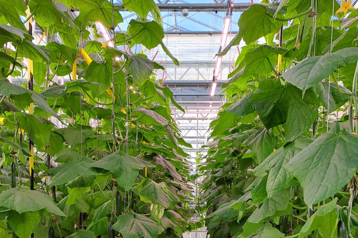 "Plant sensors and dynamic lighting open new doors for growers"