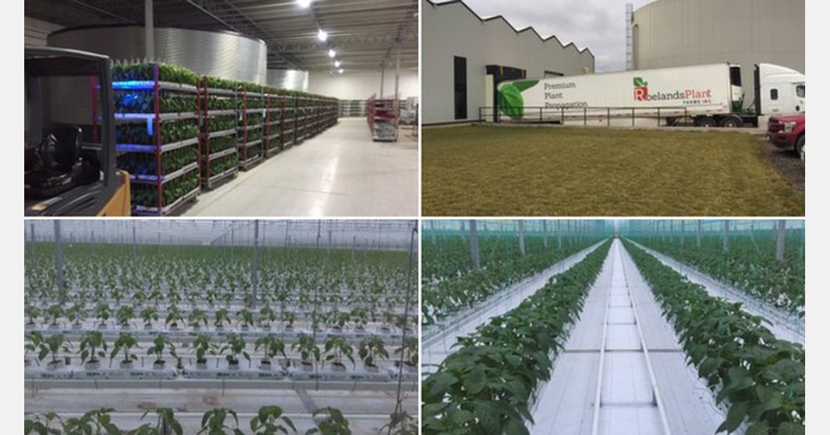 Improved Macrolophus-System packaging delivers host of grower benefits
