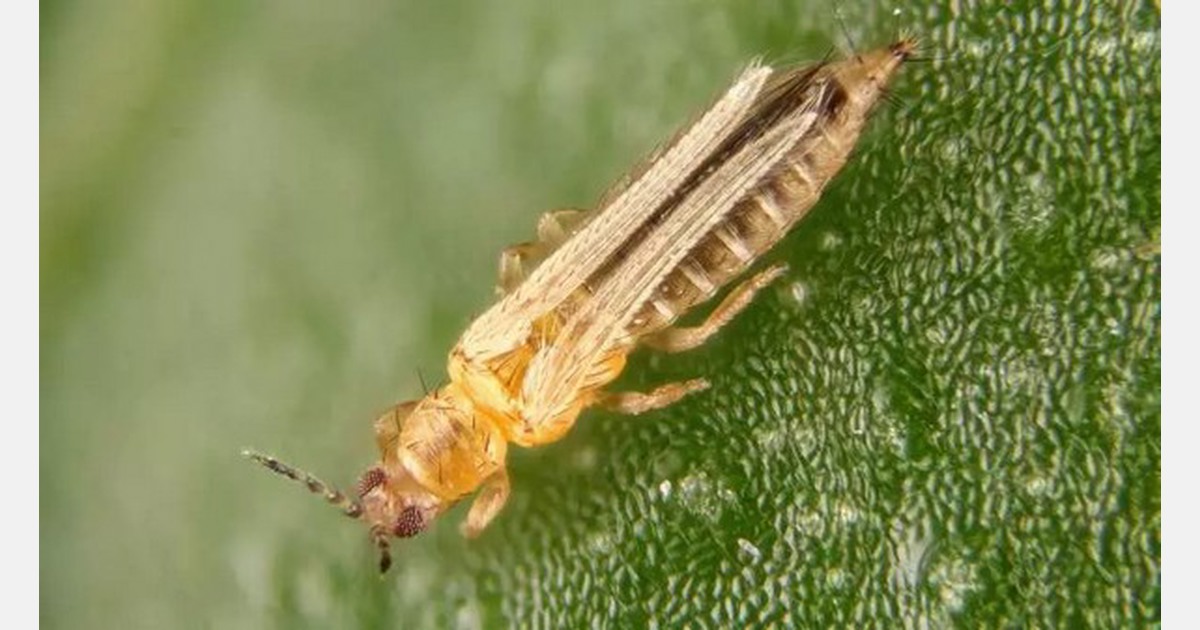 6 common greenhouse pests and how to manage them