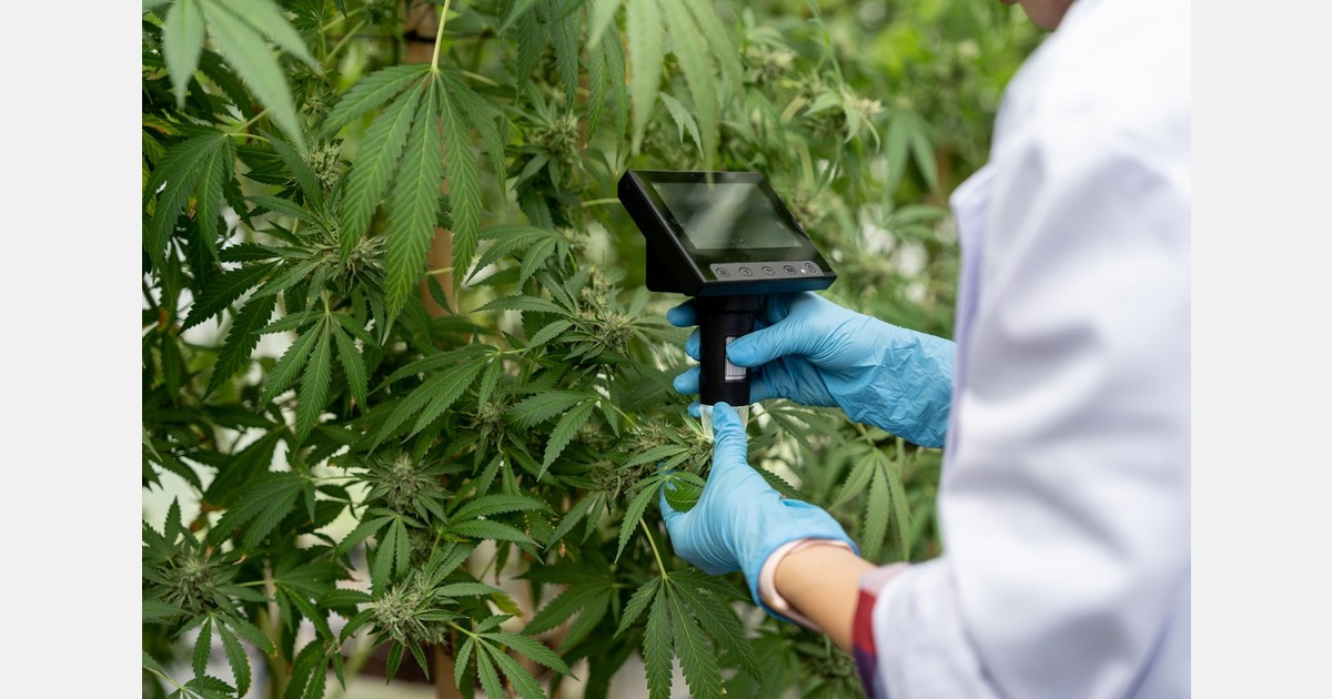 US (MN): Hemp growers feel backstabbed by deal to reopen government