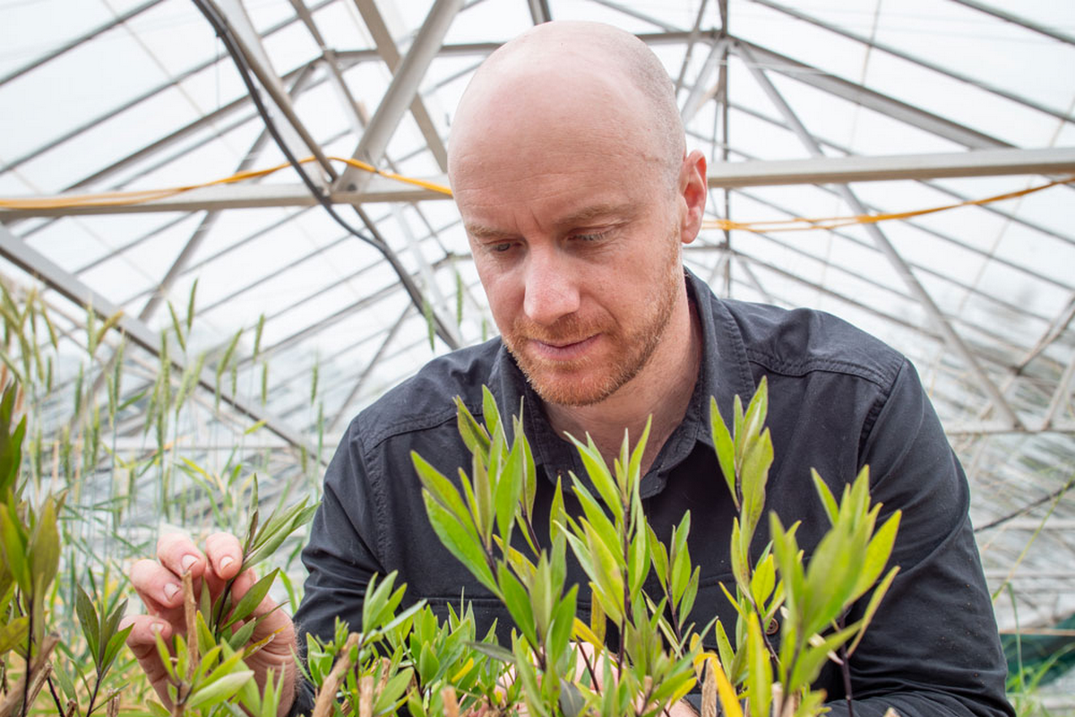 Australia: New varieties of medicinal plants being bred