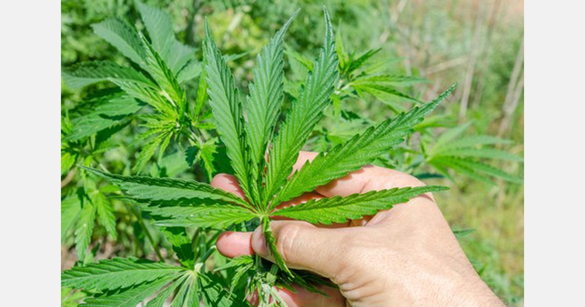 US: Cannabis drug classification slows down research