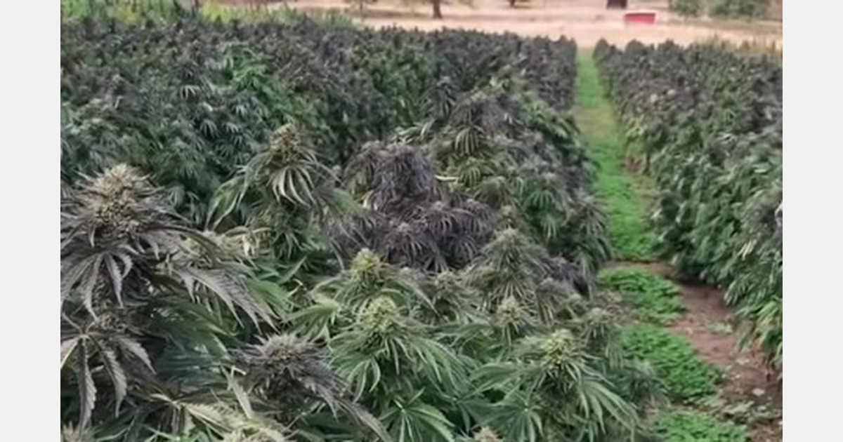US: Kush hemp is one of the latest innovations in cultivation