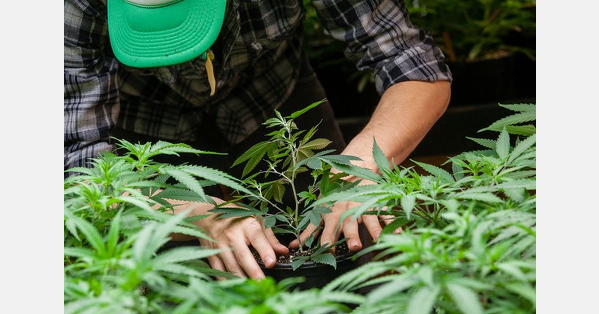 CAN (ON): Kitchener based producer taking steps to open farm-gate store