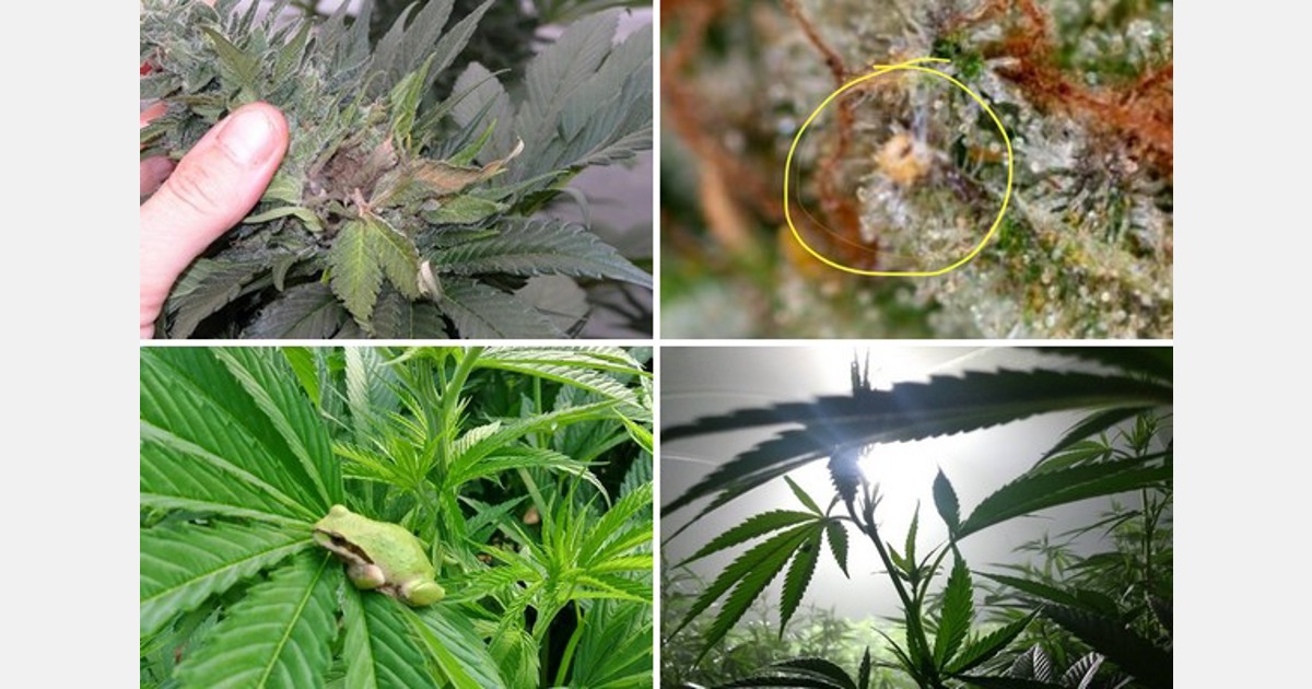 Exploring different cannabis pathogens and how to handle them