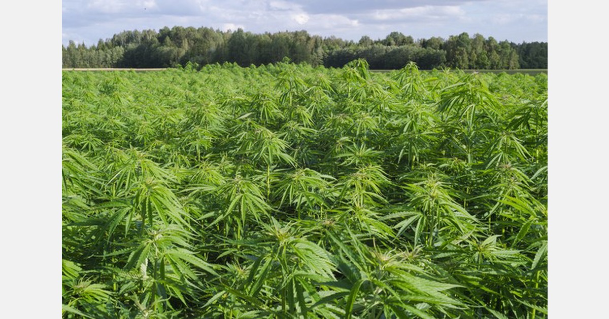 Hemp-based composite could facilitate soil-free farming