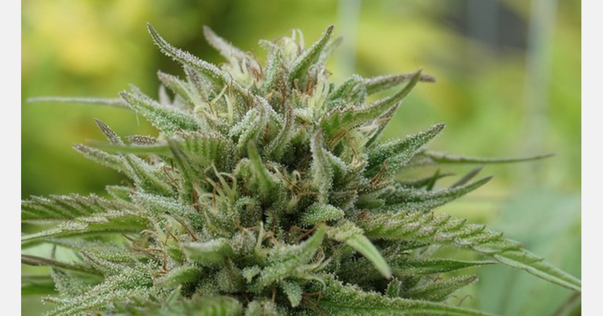Brix degree: a key value to the optimal development of cannabis plants