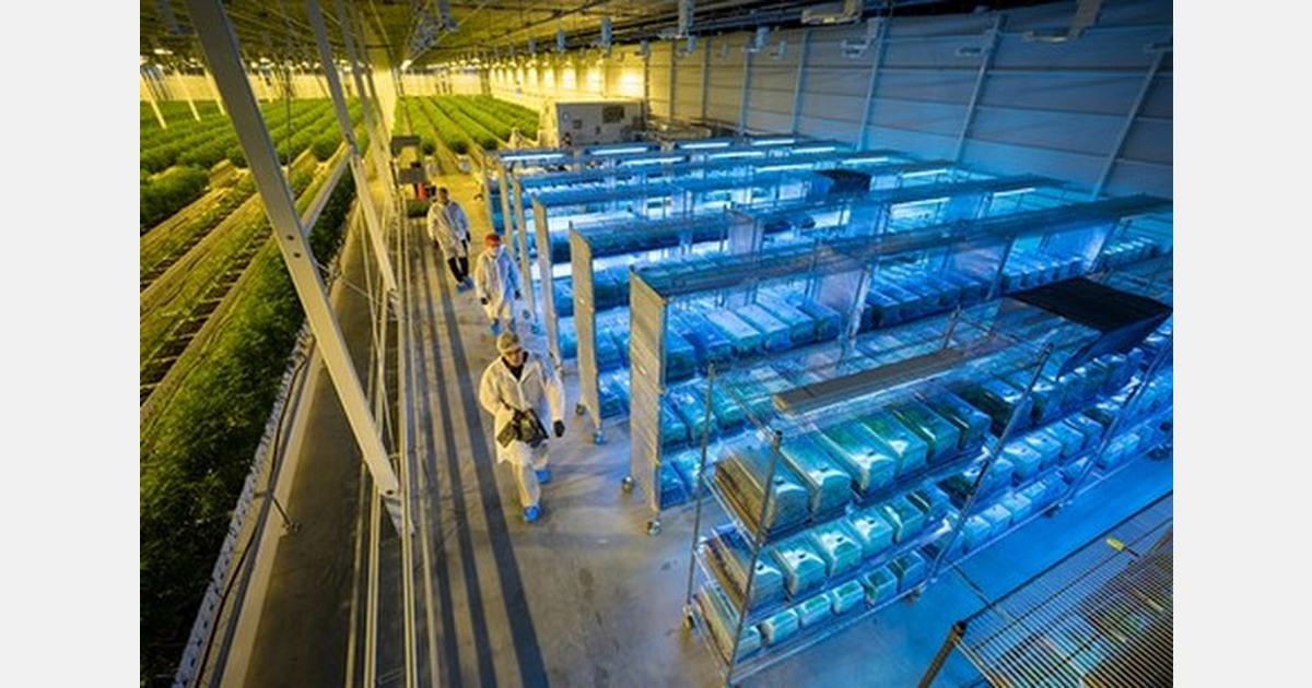 Aurora Cannabis further reduces workforce, shuts down five facilities