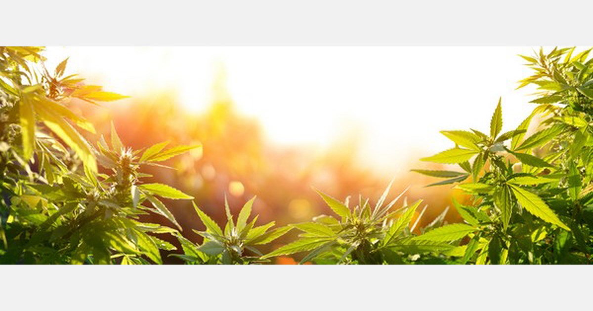 US (MI): Hemp field day at Smith Farm attracts many growers