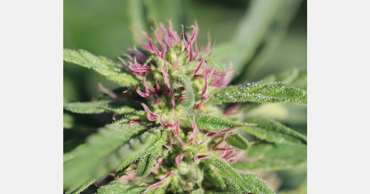 US (CA): Four hemp varieties receive certification from Association of ...
