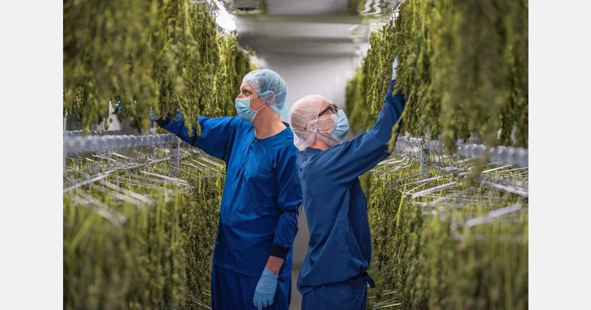 What is a good cannabis drying room design?