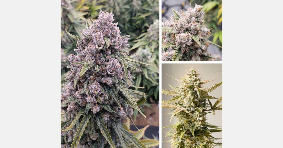 Auto Cinderella Jack by Pure Healing tested with 28% THC