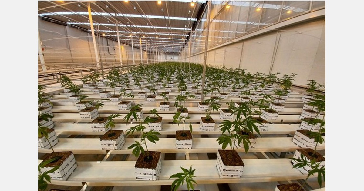 Cann Group secures $712,000 to boost MMJ Production