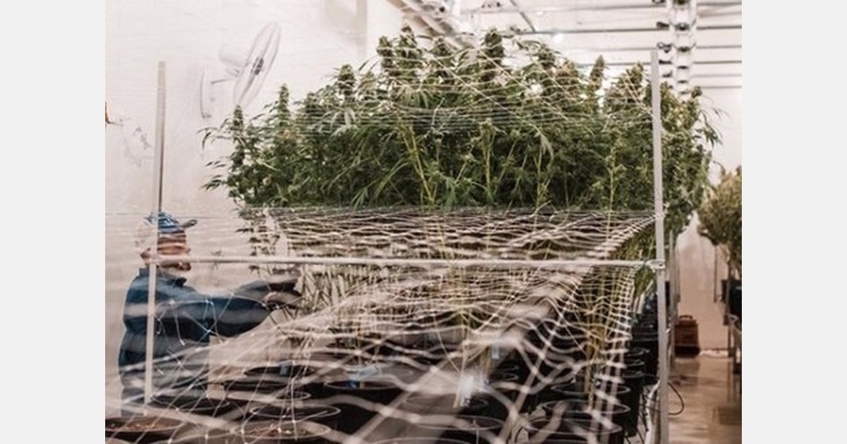 Grown Rogue terminates joint venture with Pure Extracts