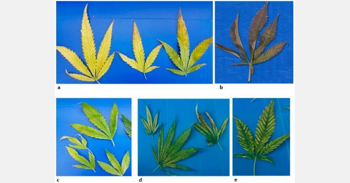 RNA-based assay for detection of emerging viral pathogen in cannabis