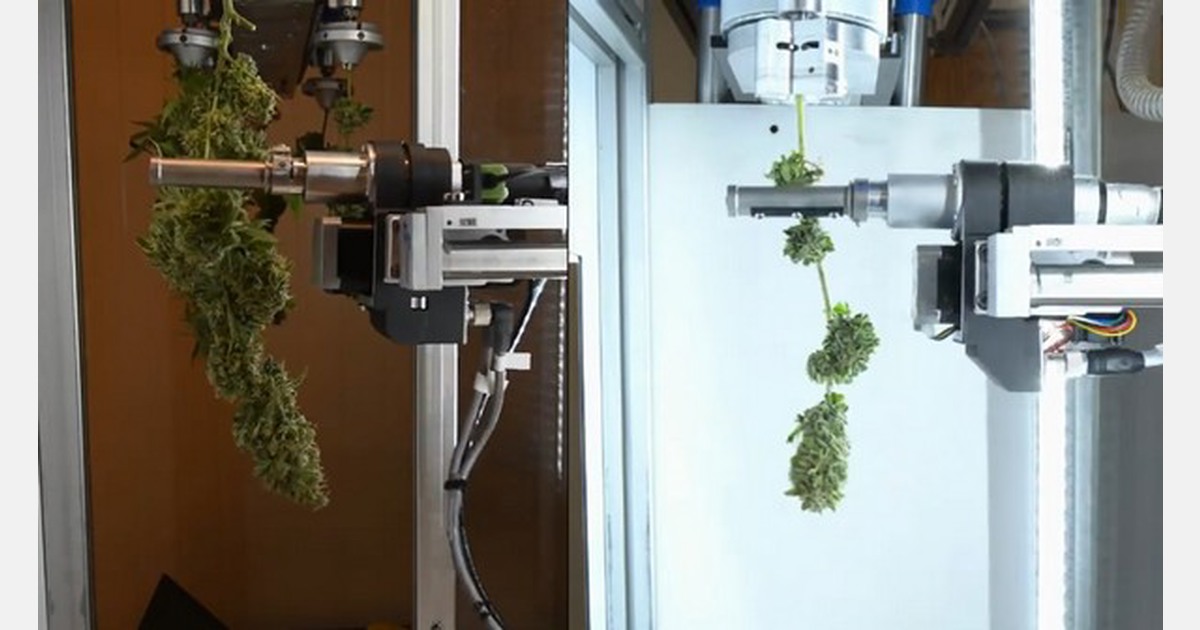 New AI algorithms enable 90% increase in cannabis trimming speed