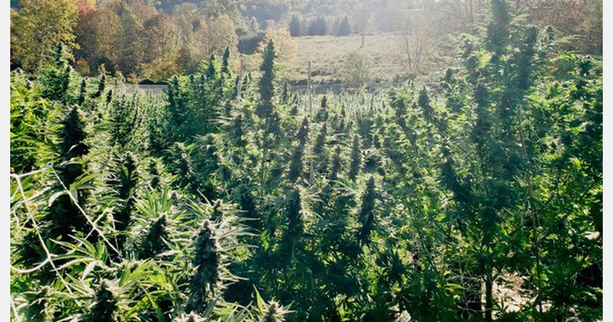 Cannabis in NYS: Why legalization, genetics and consumer standards matter