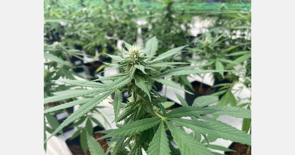 Avida Global enters the UK medical cannabis market with acquisition of ...