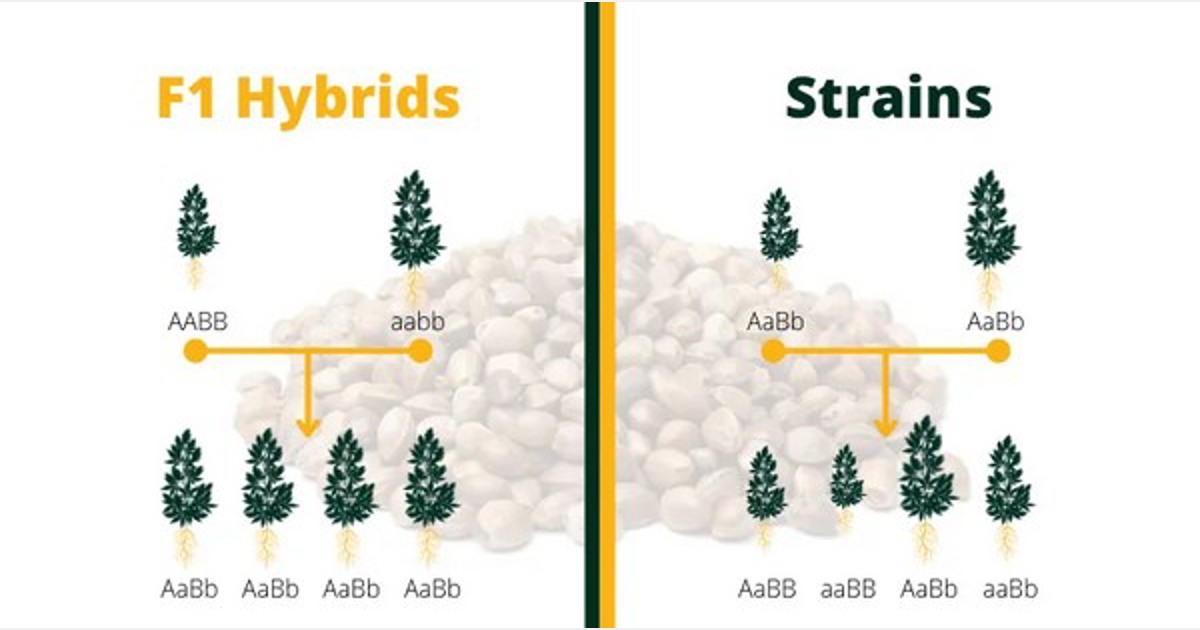 What’s the difference between F1 hybrids and the traditional cannabis ...