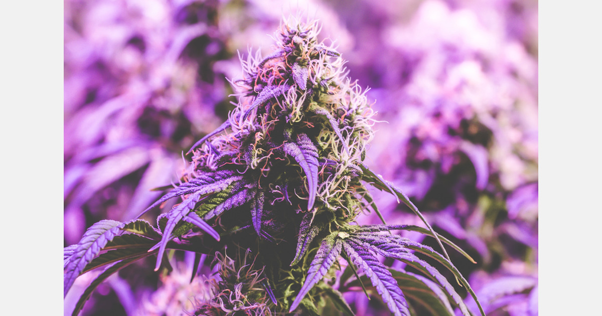 US (MA): How a marijuana 'crop plague' could force growers to change ...