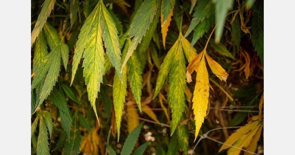 How to identify and manage Pythium in cannabis