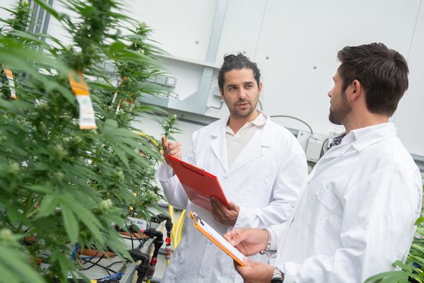 Two-day cannabis cultivation training in Portugal to focus on ...