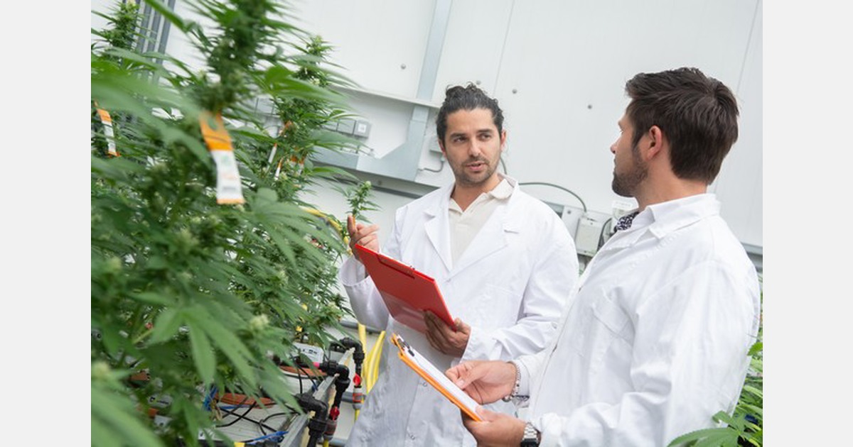 Two-day cannabis cultivation training in Portugal to focus on ...