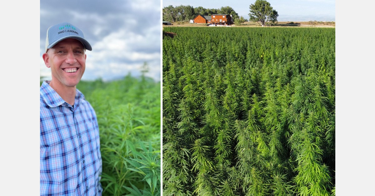Hemp hybrids approved by AOSCA as Certified seed
