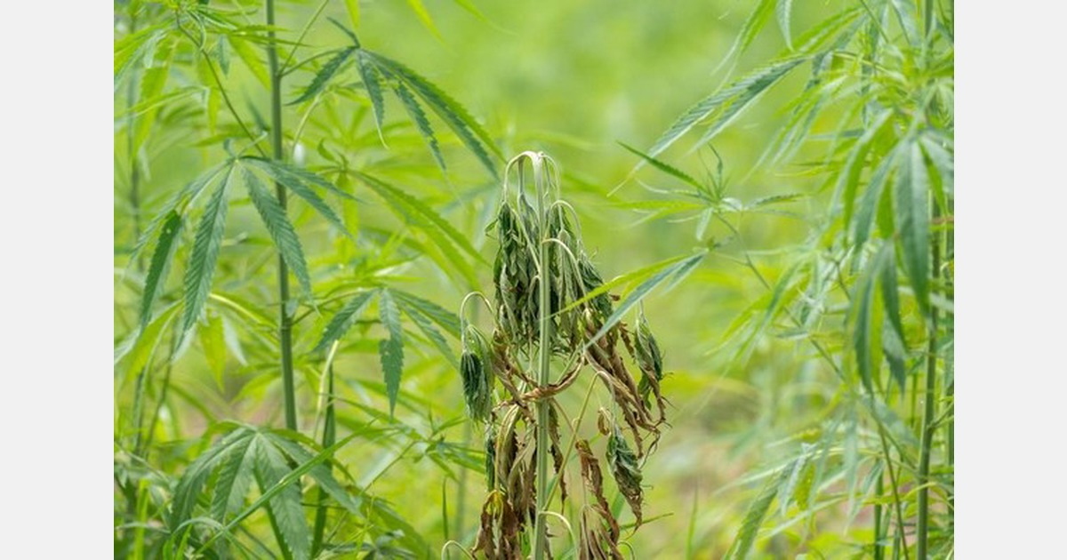 How to spot, treat, and prevent cannabis root rot