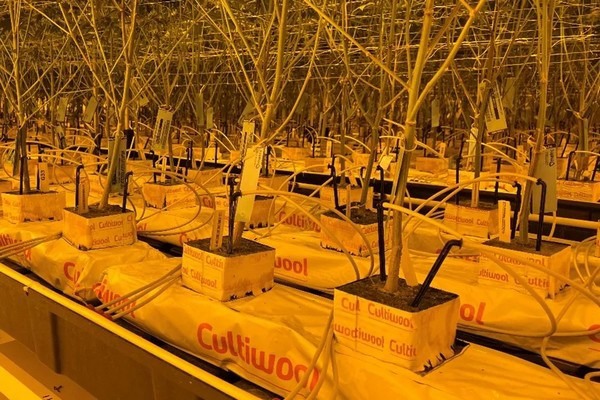 What's the difference between stone wool and organic substrates?