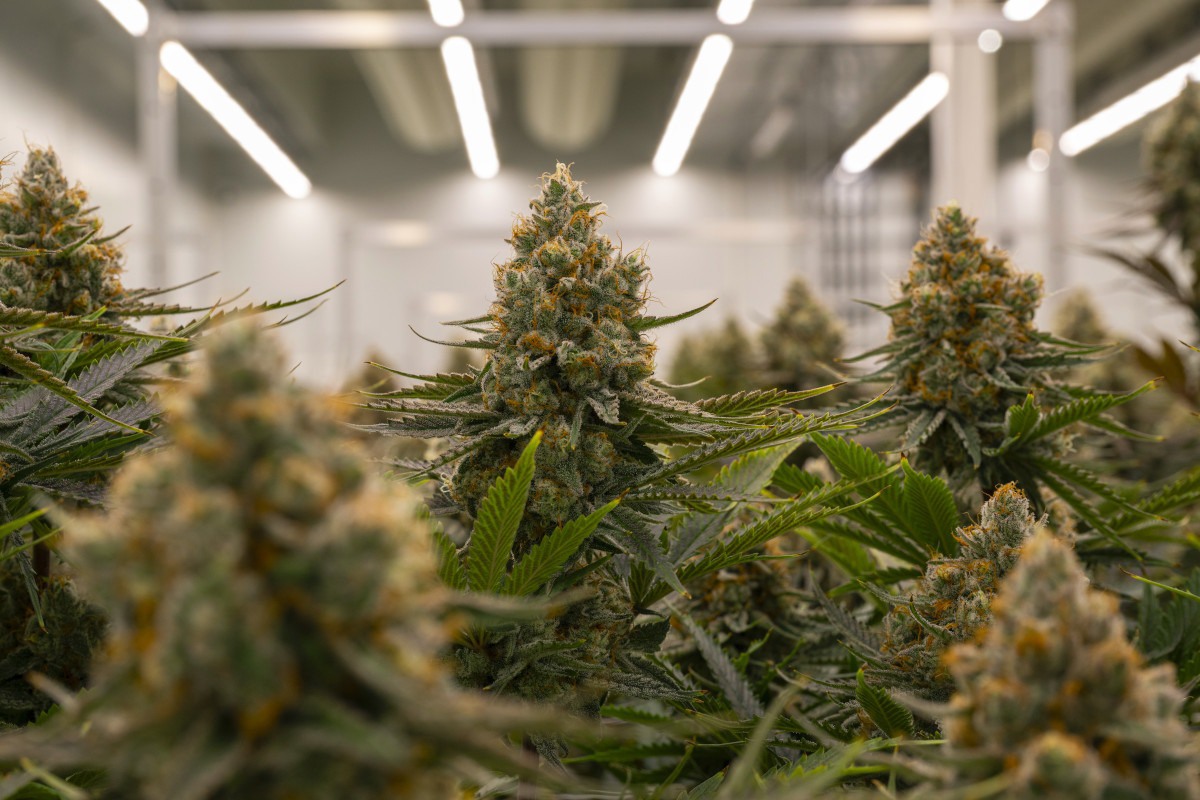 Critical infrastructure delivered for Village Farms' Phase 2 Dutch ...