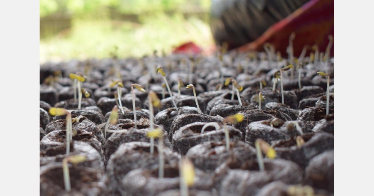 Italy’s hemp flower ban heads to EU Court of Justice as State Council ...