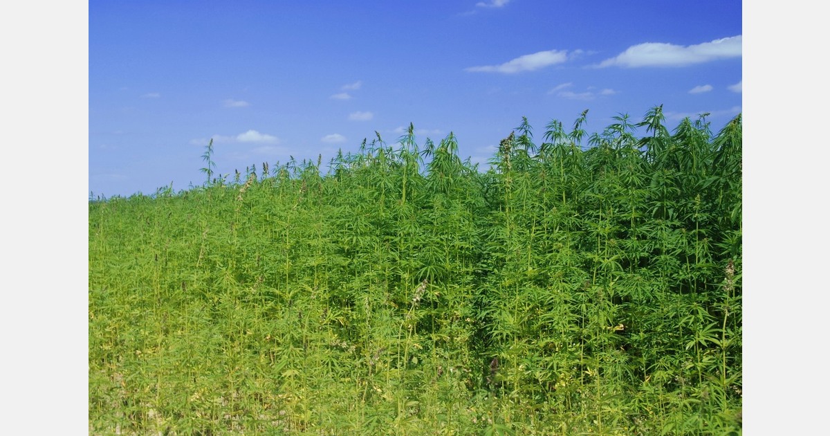 US (WI): Indigenous tribes cultivating hemp for medicinal usage