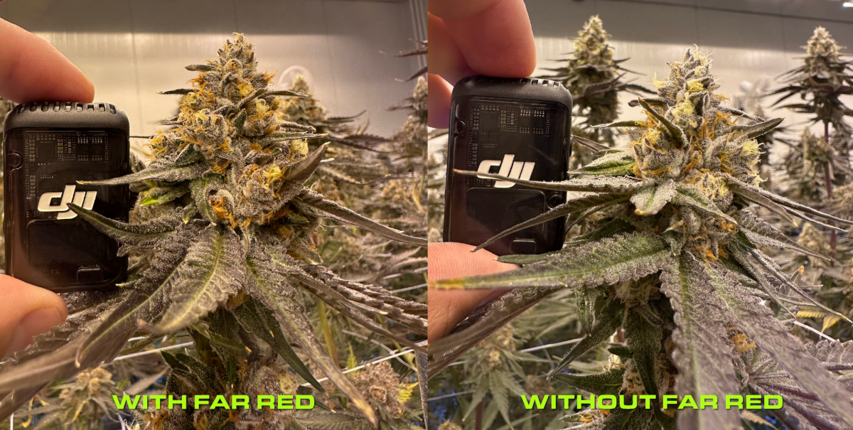 LEDs, far red, and UV: inside Faven Lighting’s Sacramento R&D grow