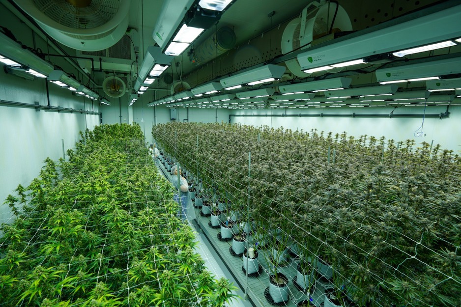 From a jar of flowers to multi state operator: the story of Planet 13