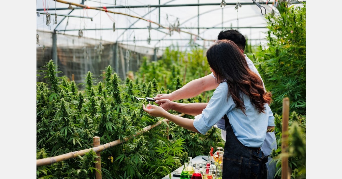 US (NY): Head of state cannabis regulator departs