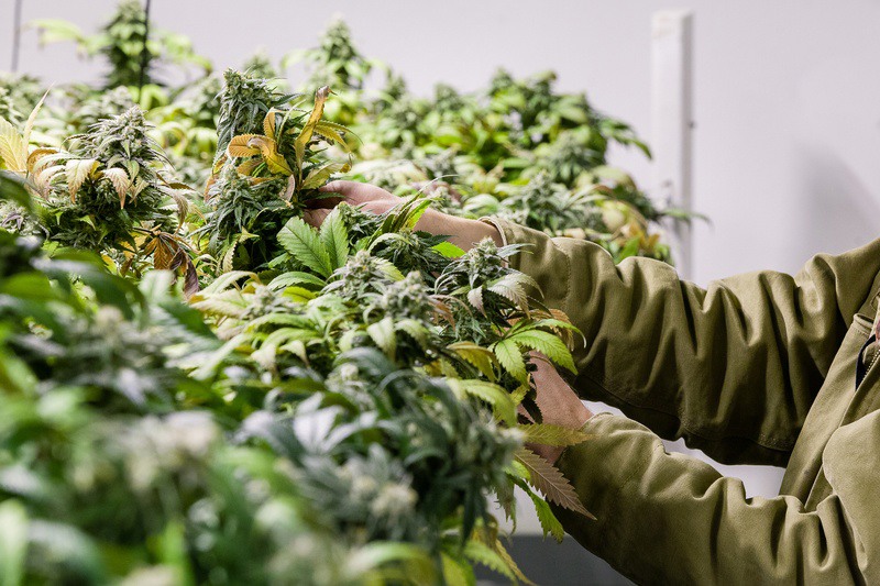 How cultivation environment influences cannabis agronomic traits