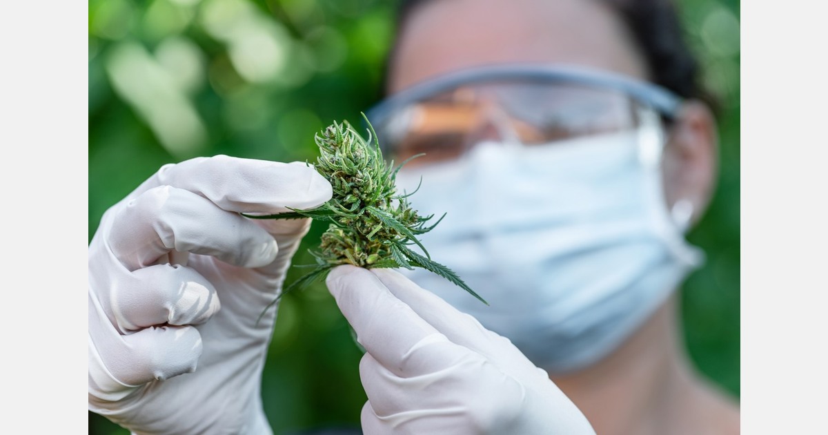 US: Würk and Seed Talent partner to refine cannabis workforce training