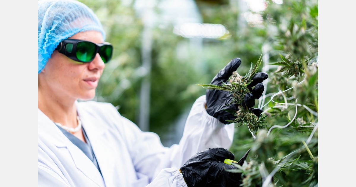 US (IL): Hands-on cannabis horticulture class coming to Spoon River College