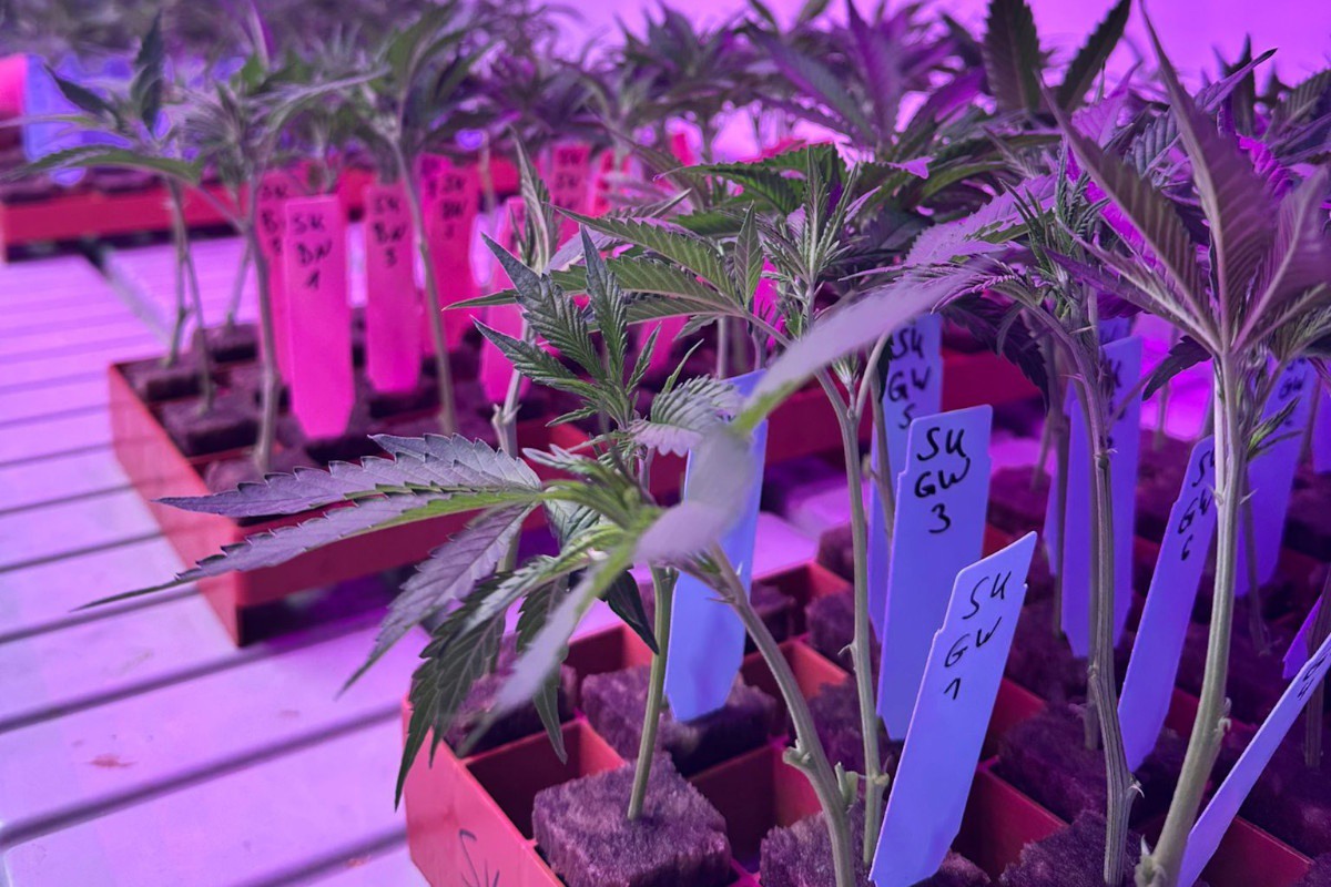 Space breeding cannabis is less sci-fi than it sounds