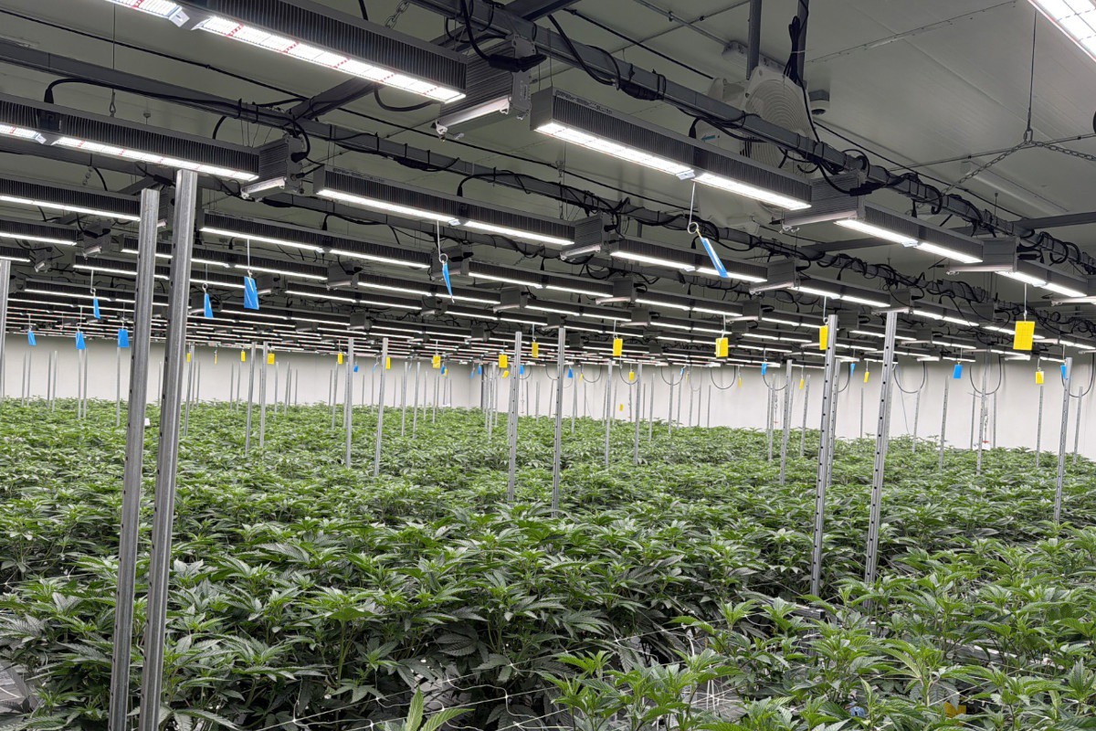 Respecting the plant at scale: inside Redemption Botanicals