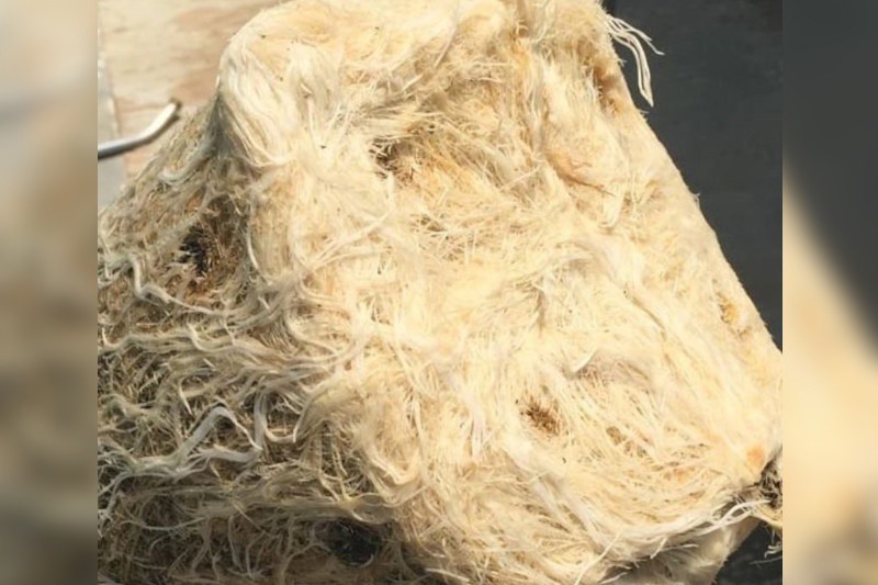 The role of enzymes in cannabis cultivation