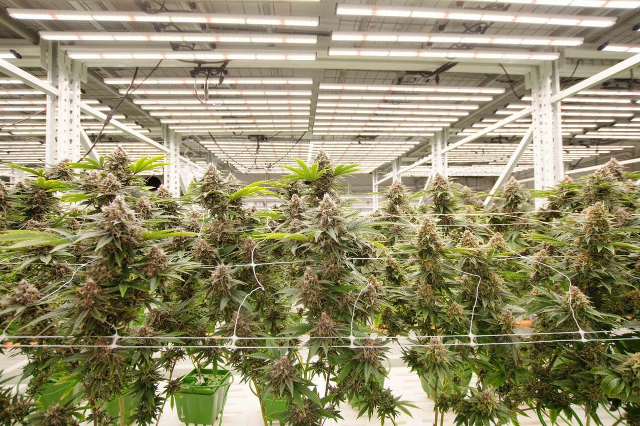 How growers can maximize LED efficacy and energy efficiency