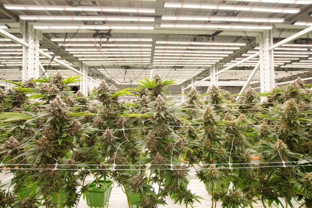 How growers can maximize LED efficacy and energy efficiency