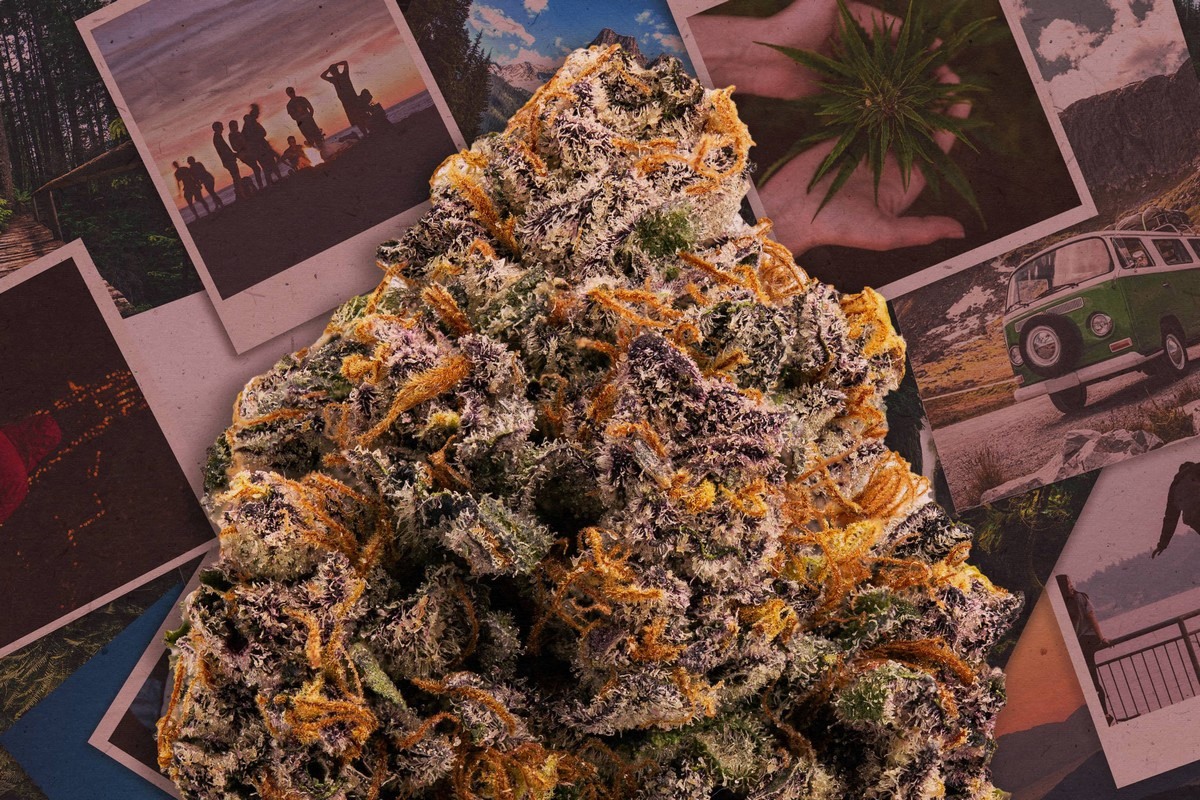 CAN: Herbal Dispatch announces 298kg export destined for German market