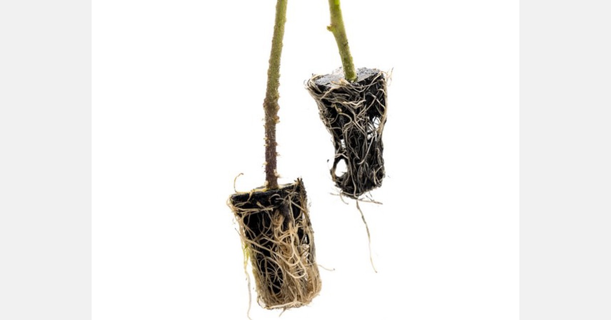 Gel substrate allows growers to achieve higher yields with minimal OpEx