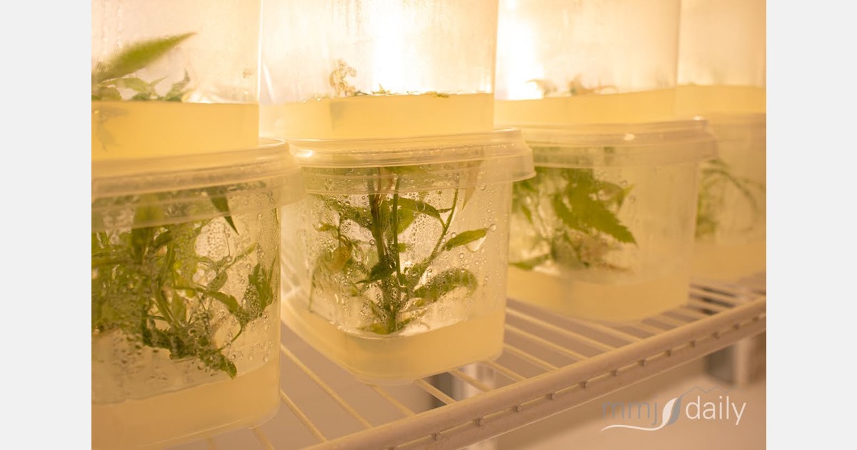 The hurdles of setting up a cannabis tissue culture lab