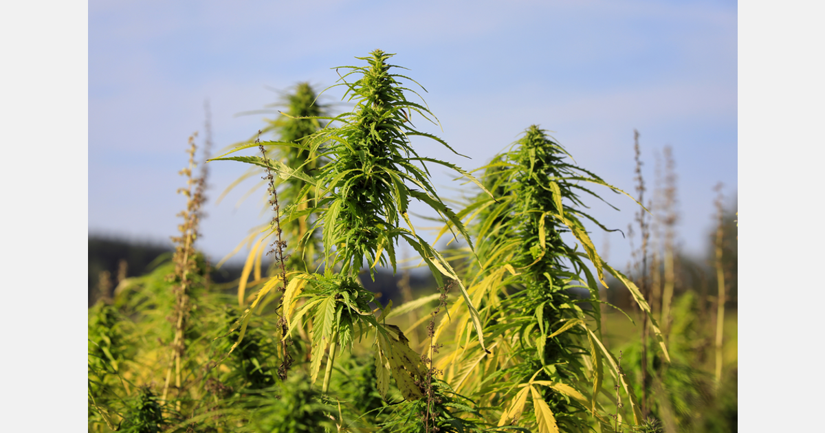 US: Mammoth Farms takes legal stand against synthetic hemp THC crisis