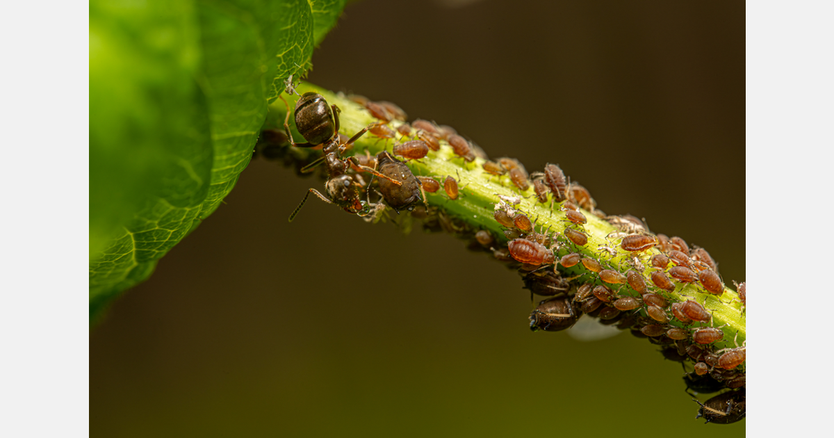 Bioline acquires parasitoids specialist Viridaxis